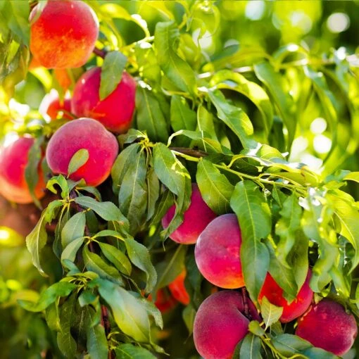 Best cheap Redskin Peach Tree on sale Brighterbloomsshop.com